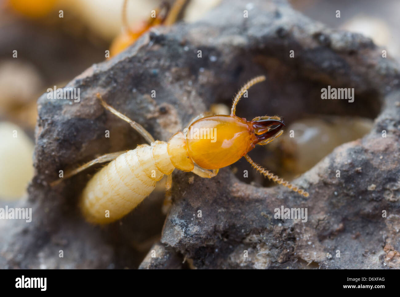 Close up termites or white ants in Thailand Stock Photo - Alamy