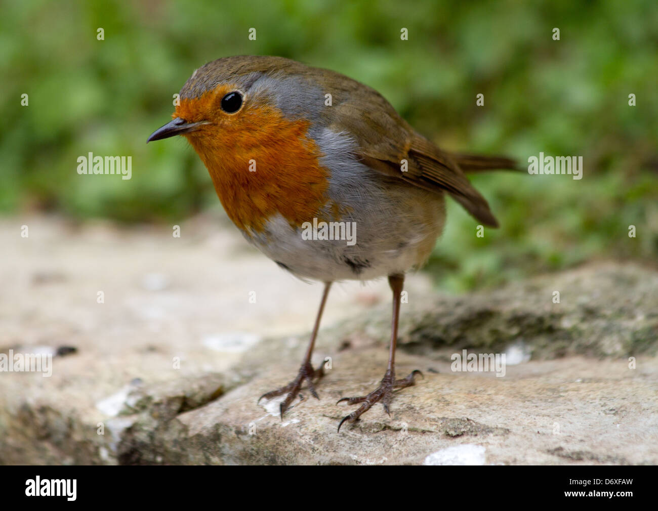 Robin stone hi-res stock photography and images - Alamy
