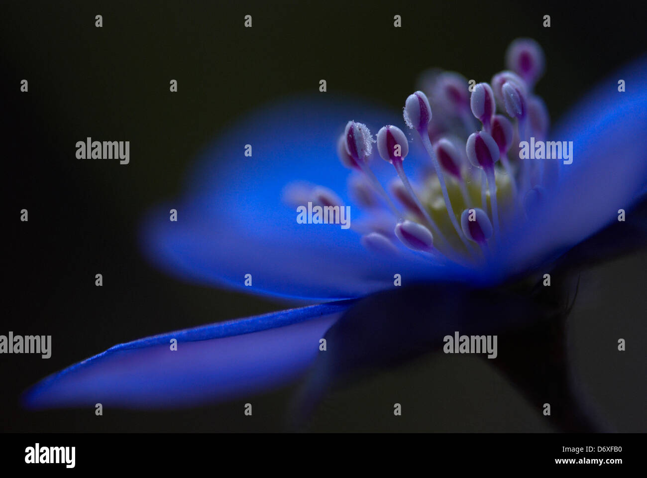 Liverleaf in the shade Stock Photo - Alamy