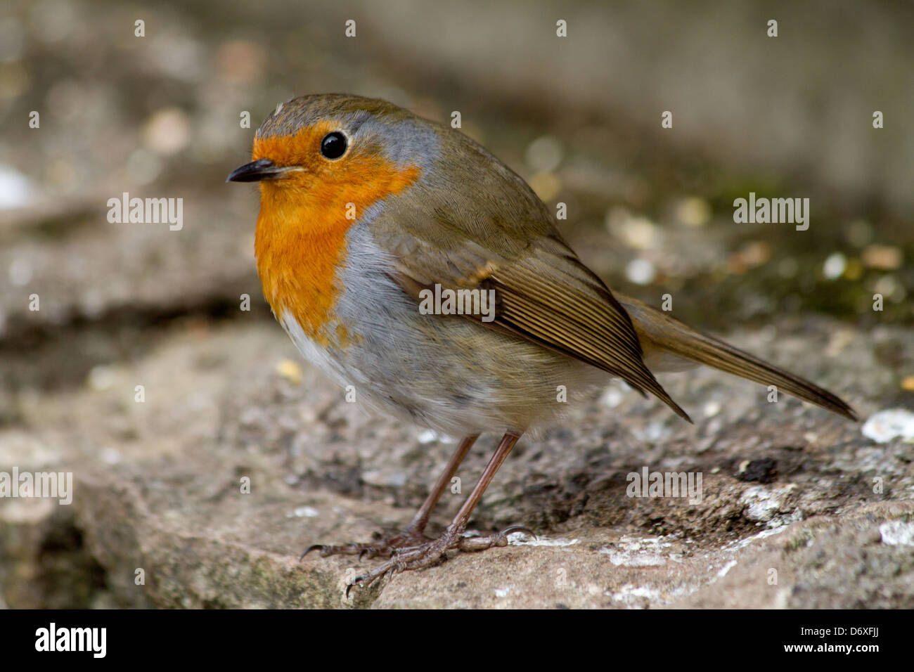 Robin garden wall hi-res stock photography and images - Alamy