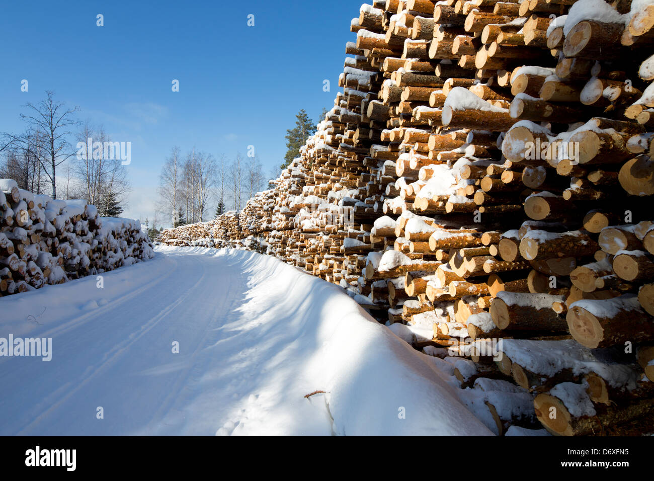 Piles of pine ( pinus sylvestris ) logs at an empty logging road ...