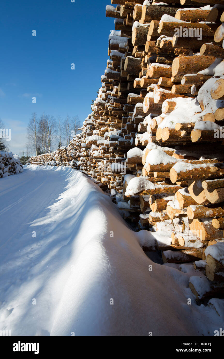 Pile of pine ( pinus sylvestris ) logs , Finland Stock Photo - Alamy