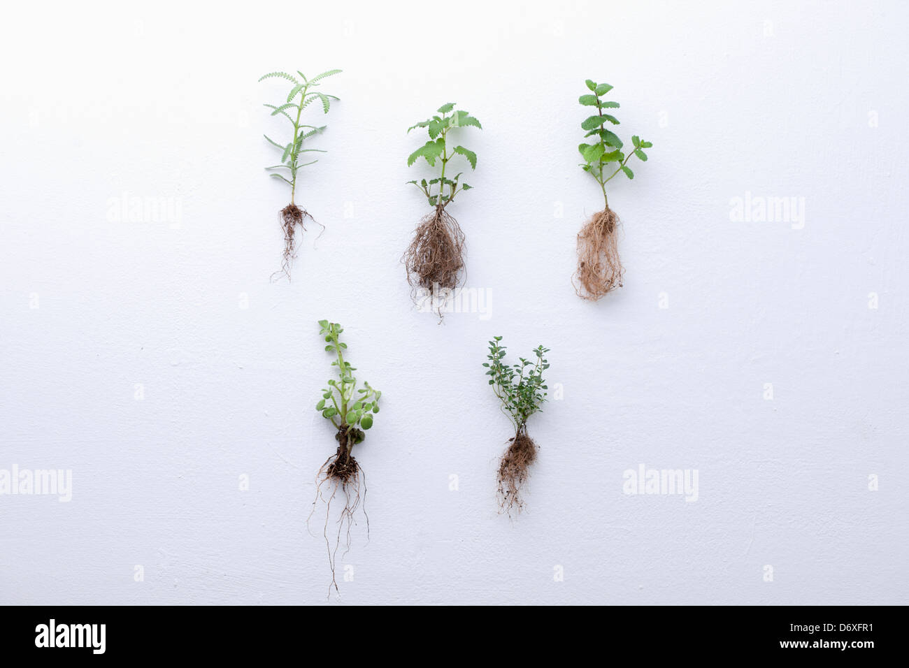 different kinds of plants with roots in white background Stock Photo ...