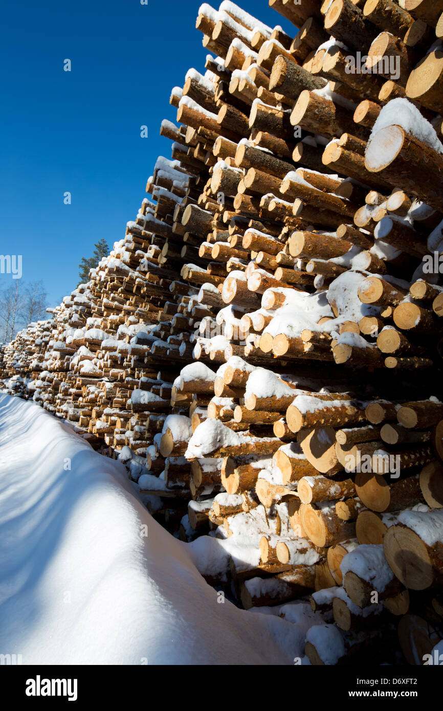 Pile of pine ( pinus sylvestris ) logs , Finland Stock Photo - Alamy