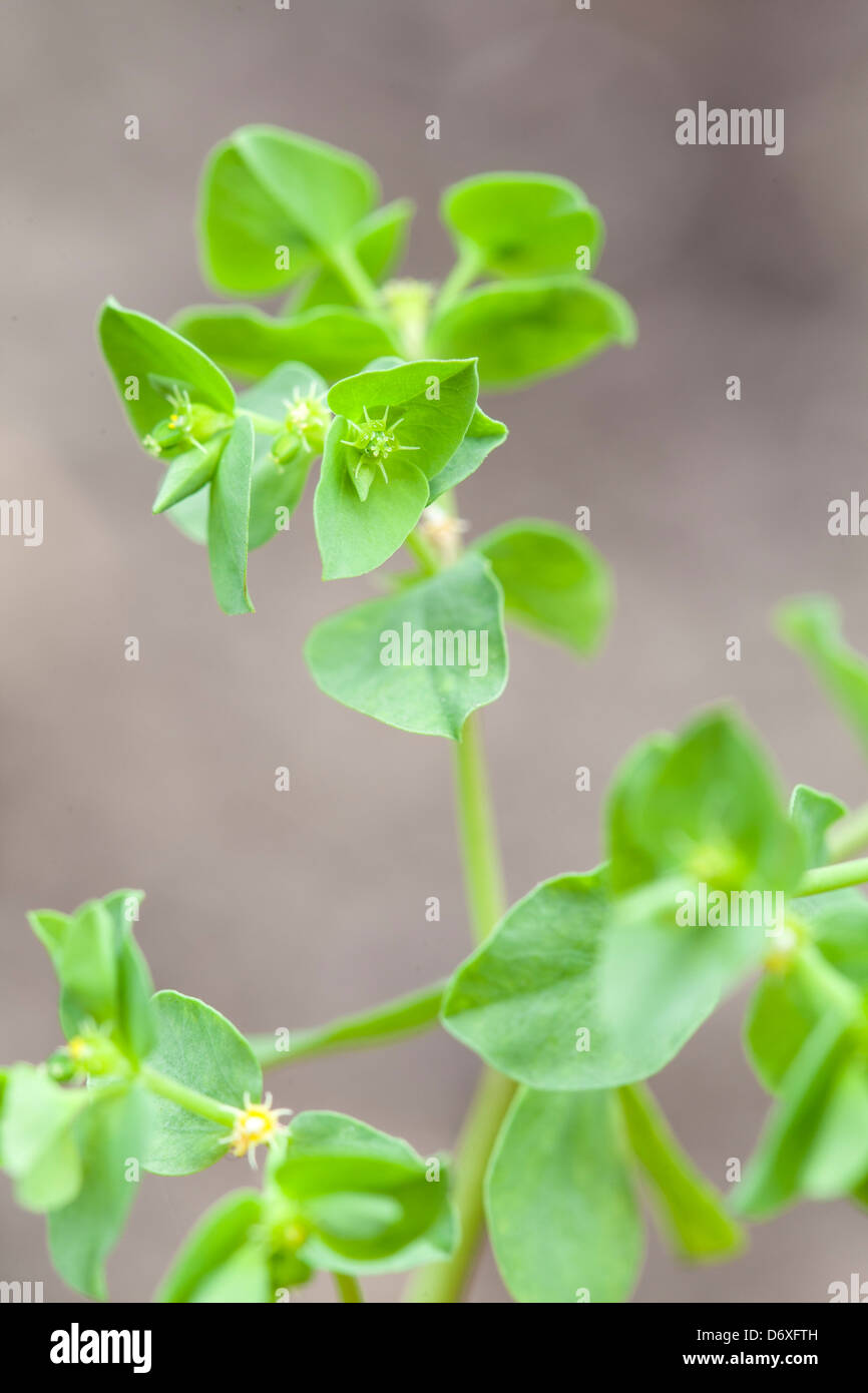 Radium weed hi-res stock photography and images - Alamy