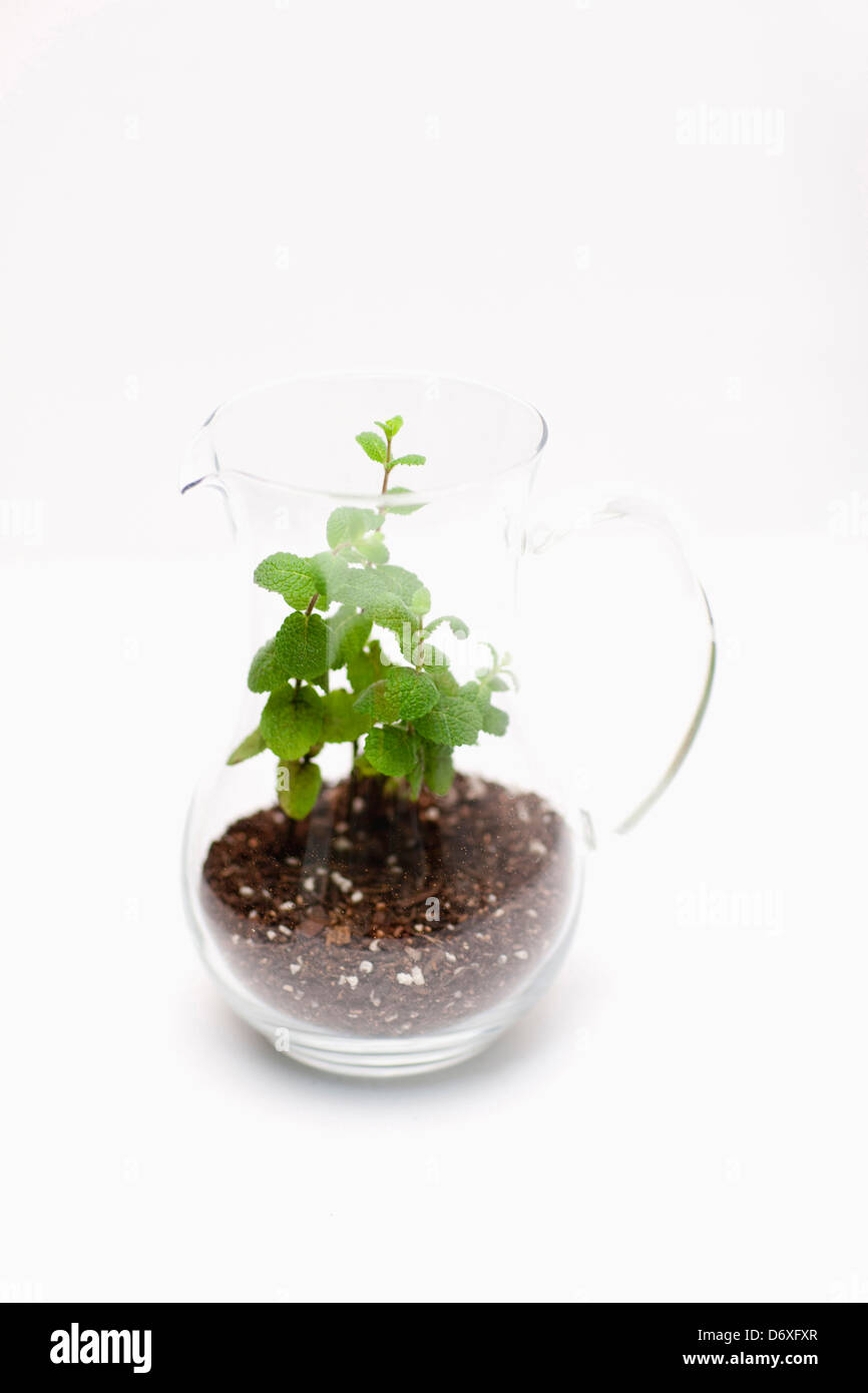 plant in a glass jug Stock Photo - Alamy