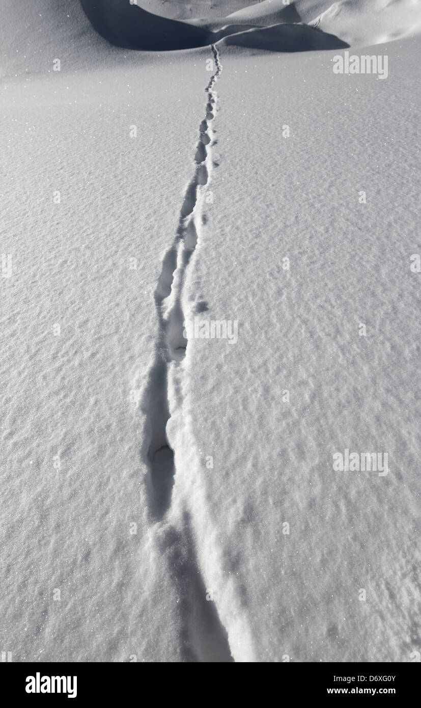 Red fox tracks hi-res stock photography and images - Alamy