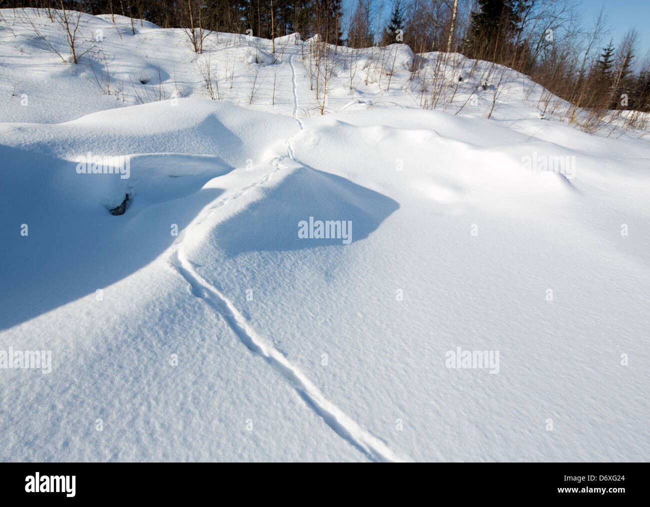 Red fox tracks hi-res stock photography and images - Alamy