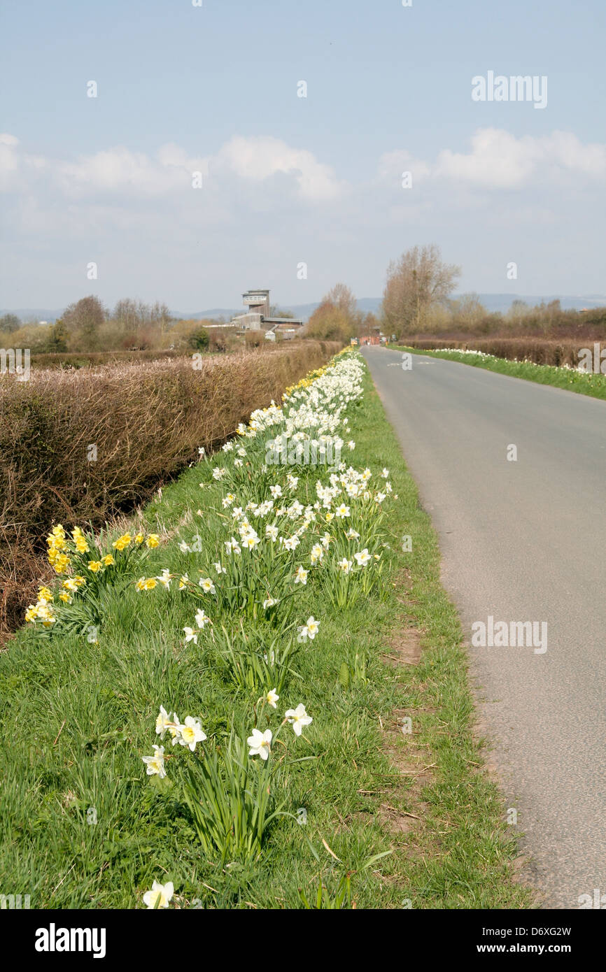 Roadside Daffodils High Resolution Stock Photography and Images - Alamy