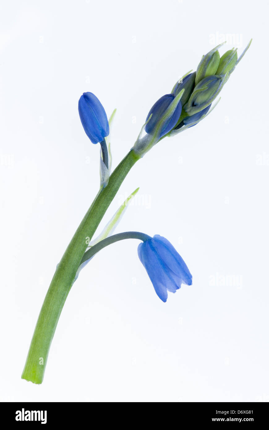 Bluebell Flower Buds Stock Photos & Bluebell Flower Buds Stock Images ...