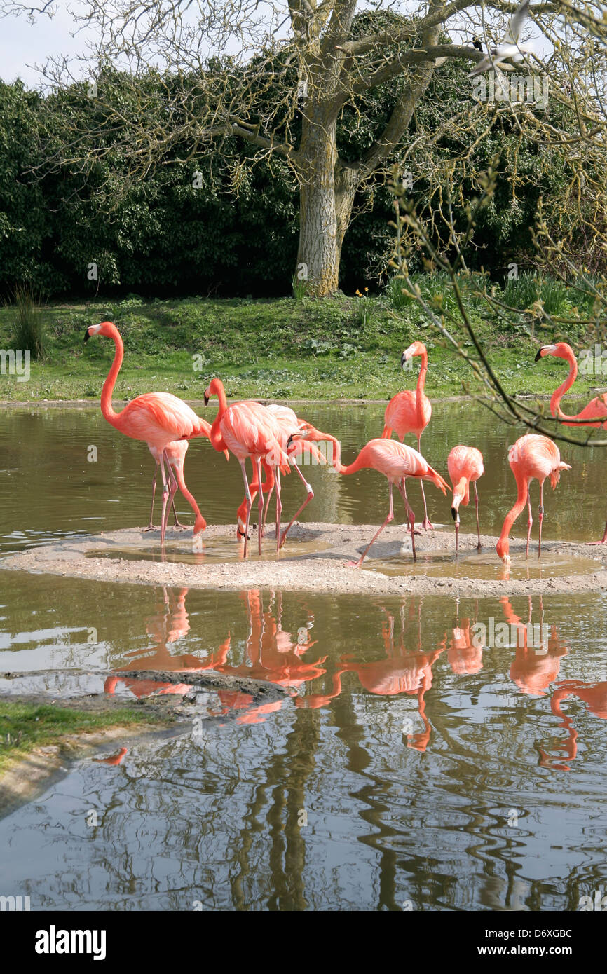 Slimbridge flamingos hi-res stock photography and images - Alamy
