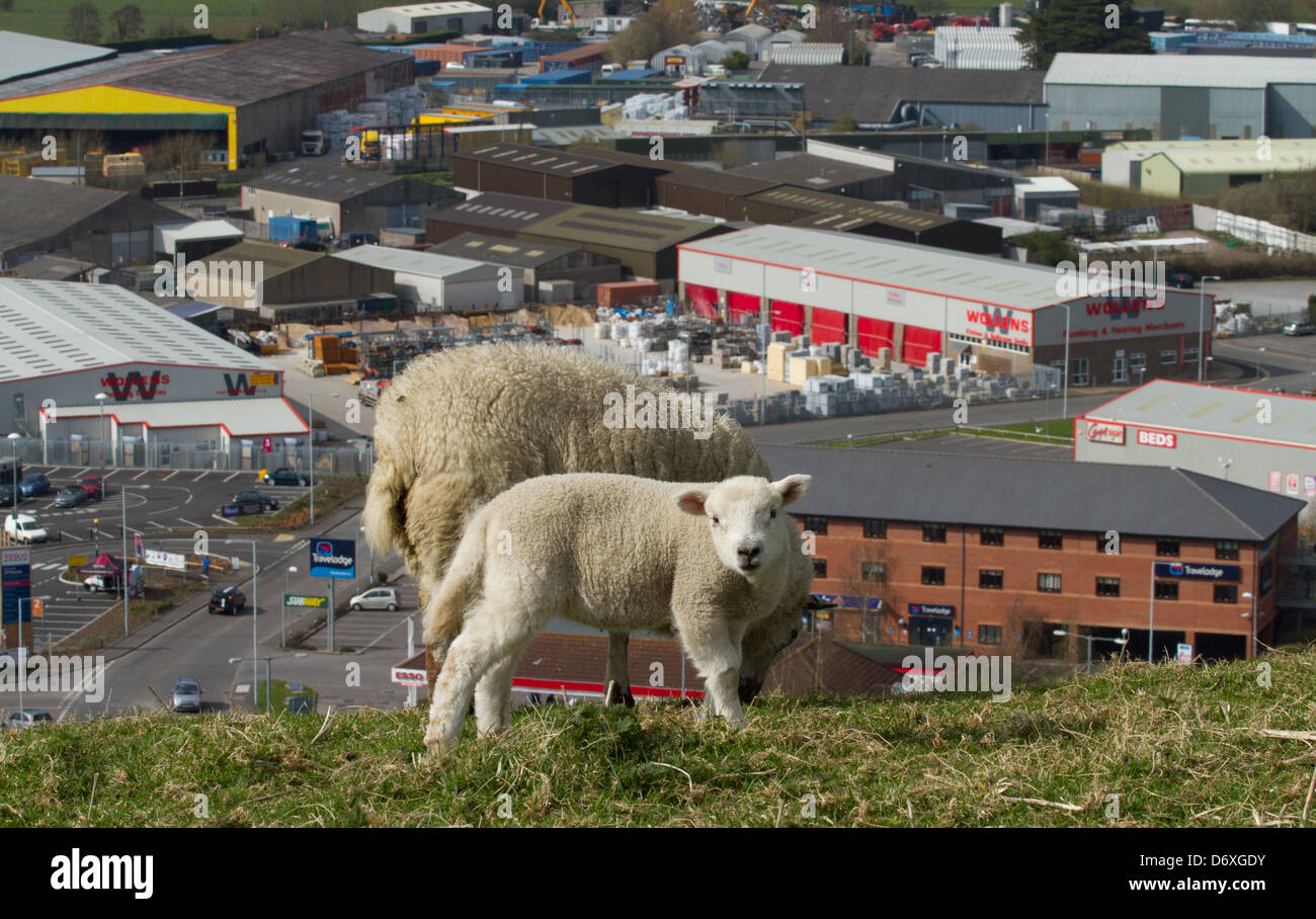 Urban sheep hi-res stock photography and images - Alamy