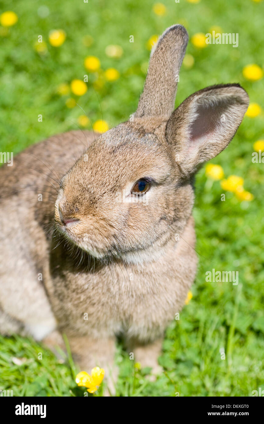 A Cross Bred Wild and Domesticated Rabbit on a Lawn with Buttercups ...