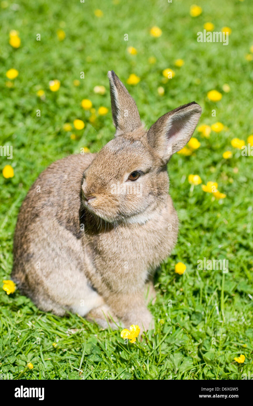 A Cross Bred Wild and Domesticated Rabbit on a Lawn Stock Photo - Alamy