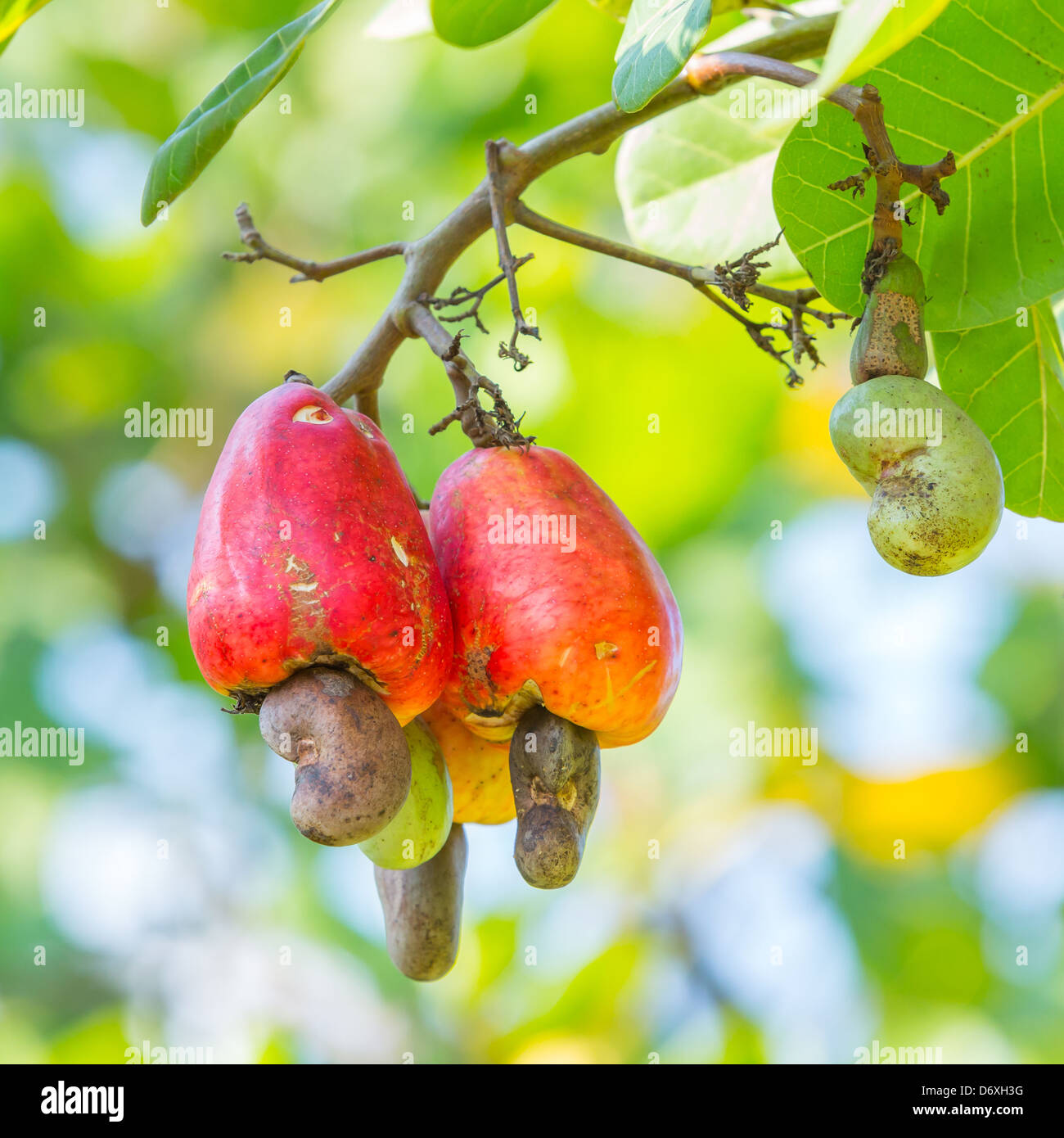Orange color cashew nut in garden Stock Photo - Alamy
