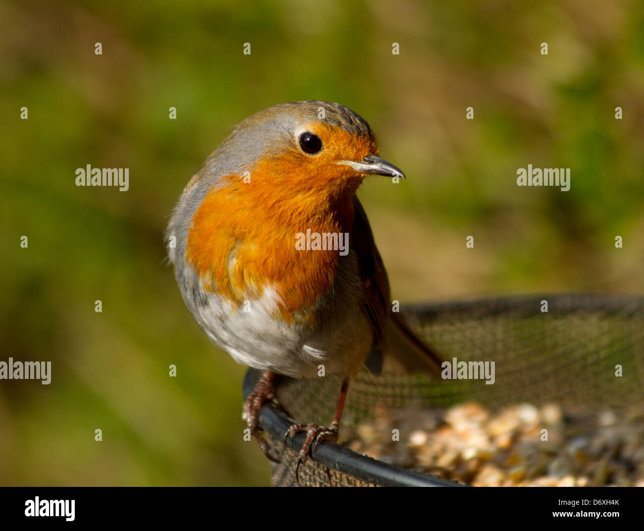 Robin on bird feeder Stock Photo - Alamy