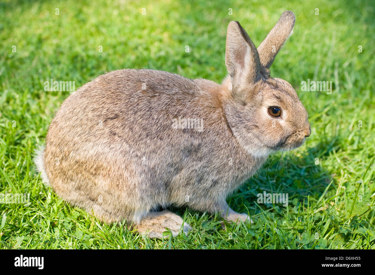A Cross Bred Wild and Domesticated Rabbit on a Lawn Stock Photo - Alamy