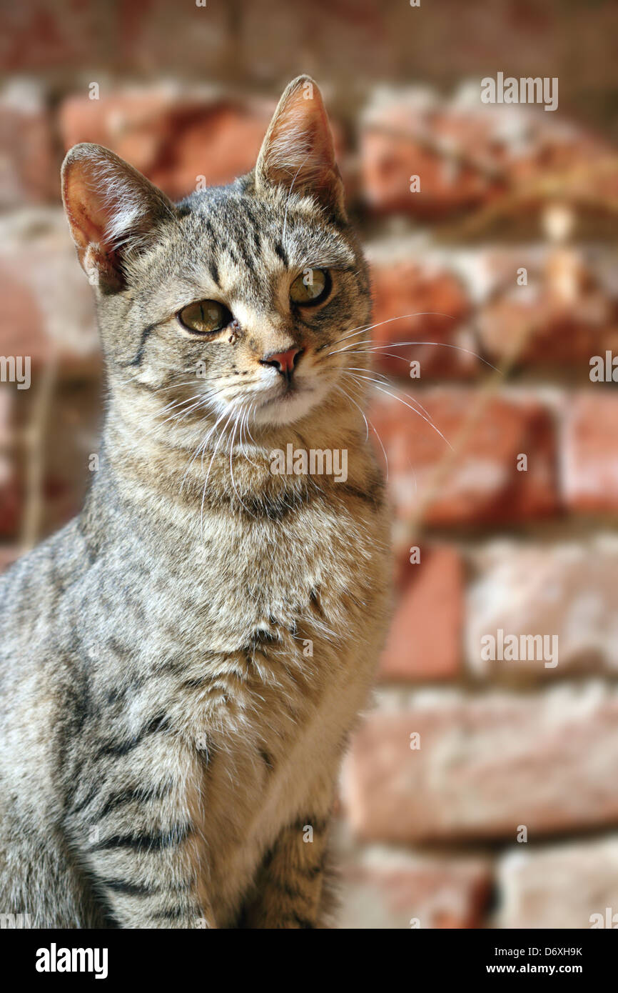 curious striped cat over brick wall background Stock Photo - Alamy