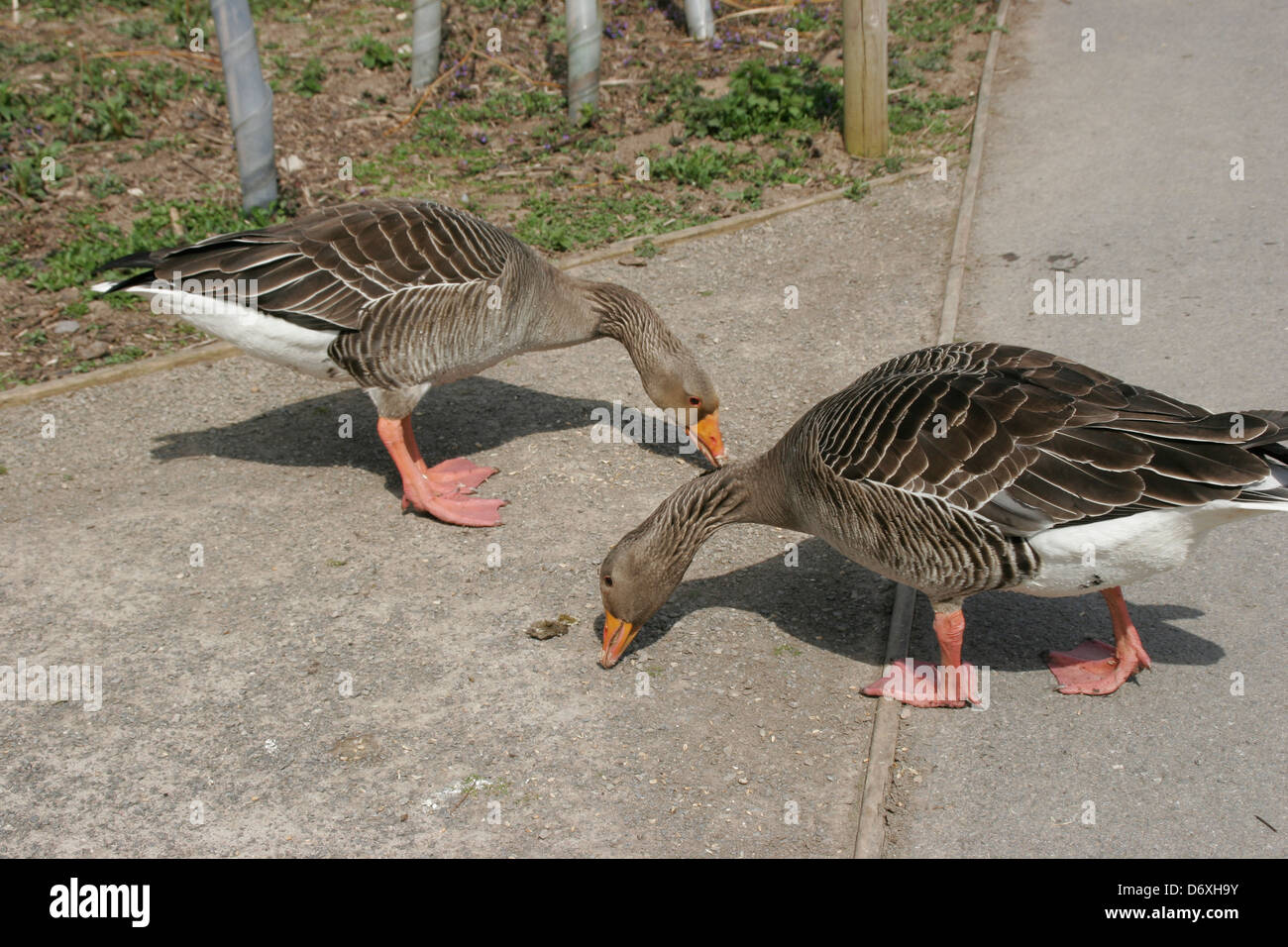 Peter and his goose hi-res stock photography and images - Alamy