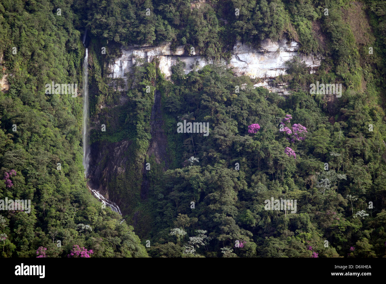 Waterfall on a vertical cliff in rainforest in the Amazonian foothills ...