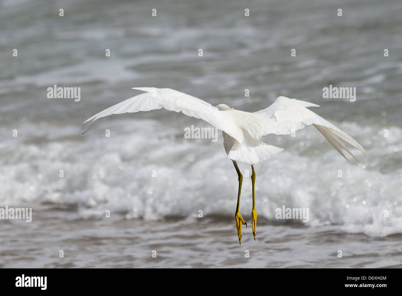 great egret landing by the beach Stock Photo - Alamy