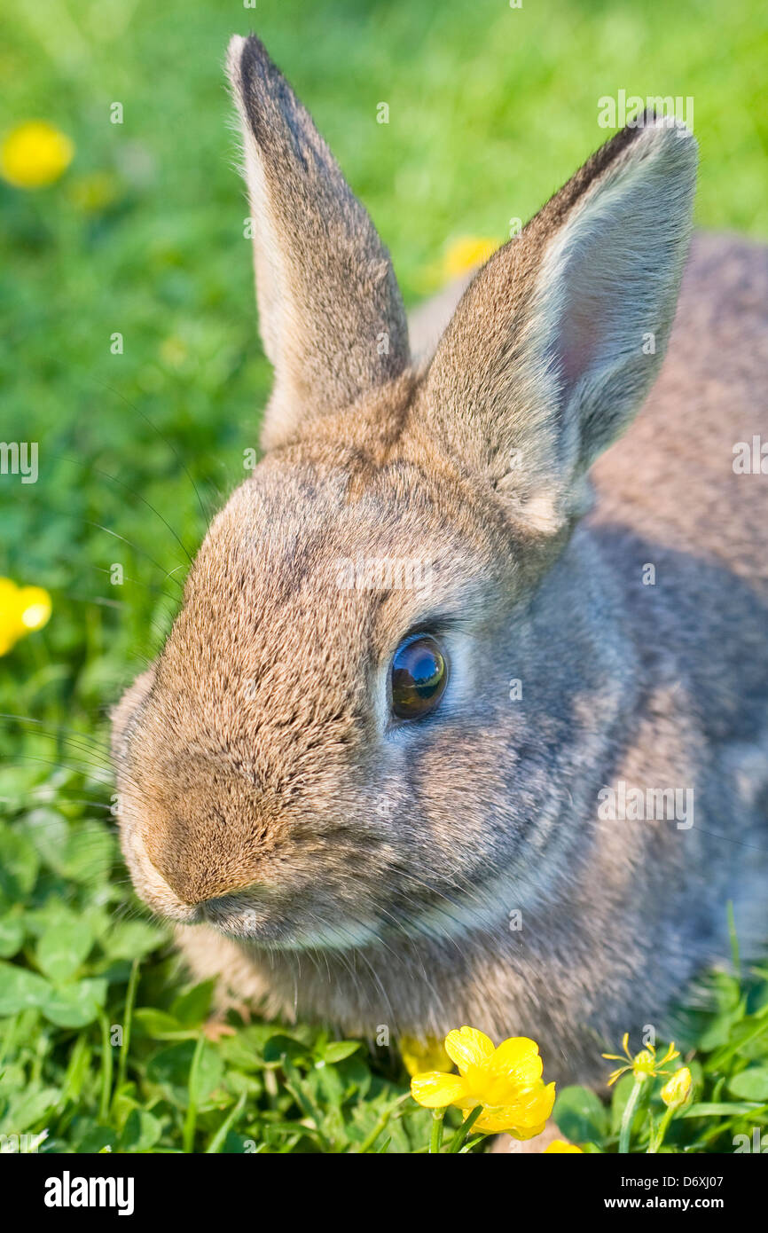 A Cross Bred Wild and Domesticated Rabbit on a Lawn with Buttercups ...