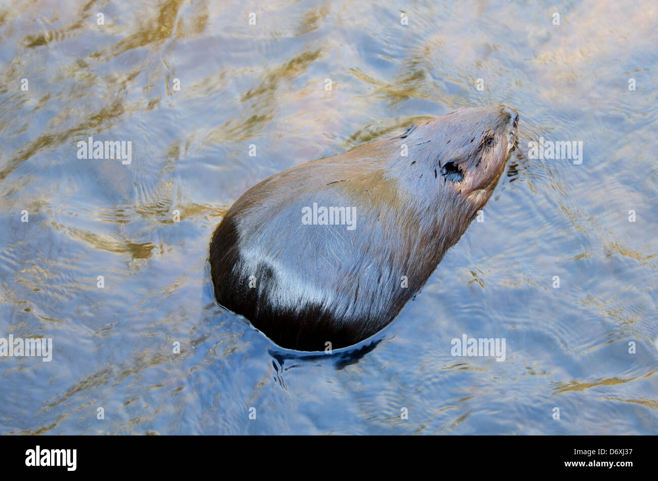 Rear view of a North American beaver resting in shallow water, Acadia ...