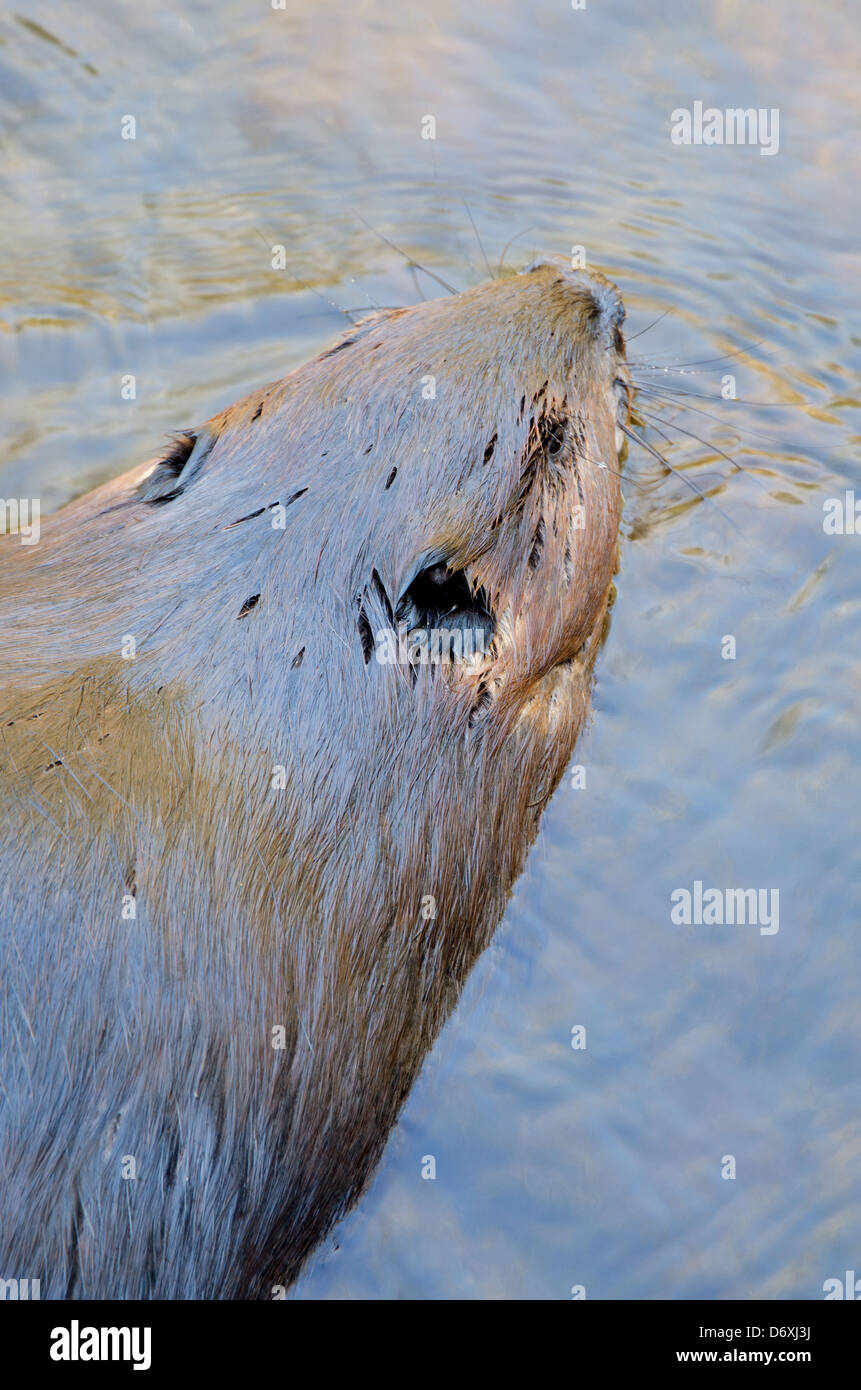 Acadia park castor canadensis hi-res stock photography and images - Alamy
