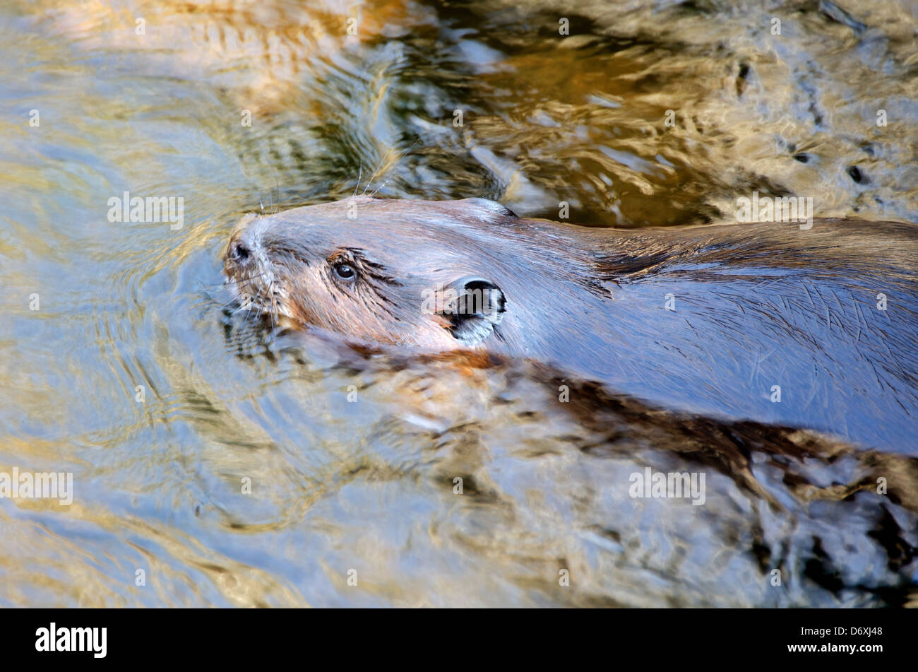 Close-up view of a young North American Beaver, Acadia National Park ...