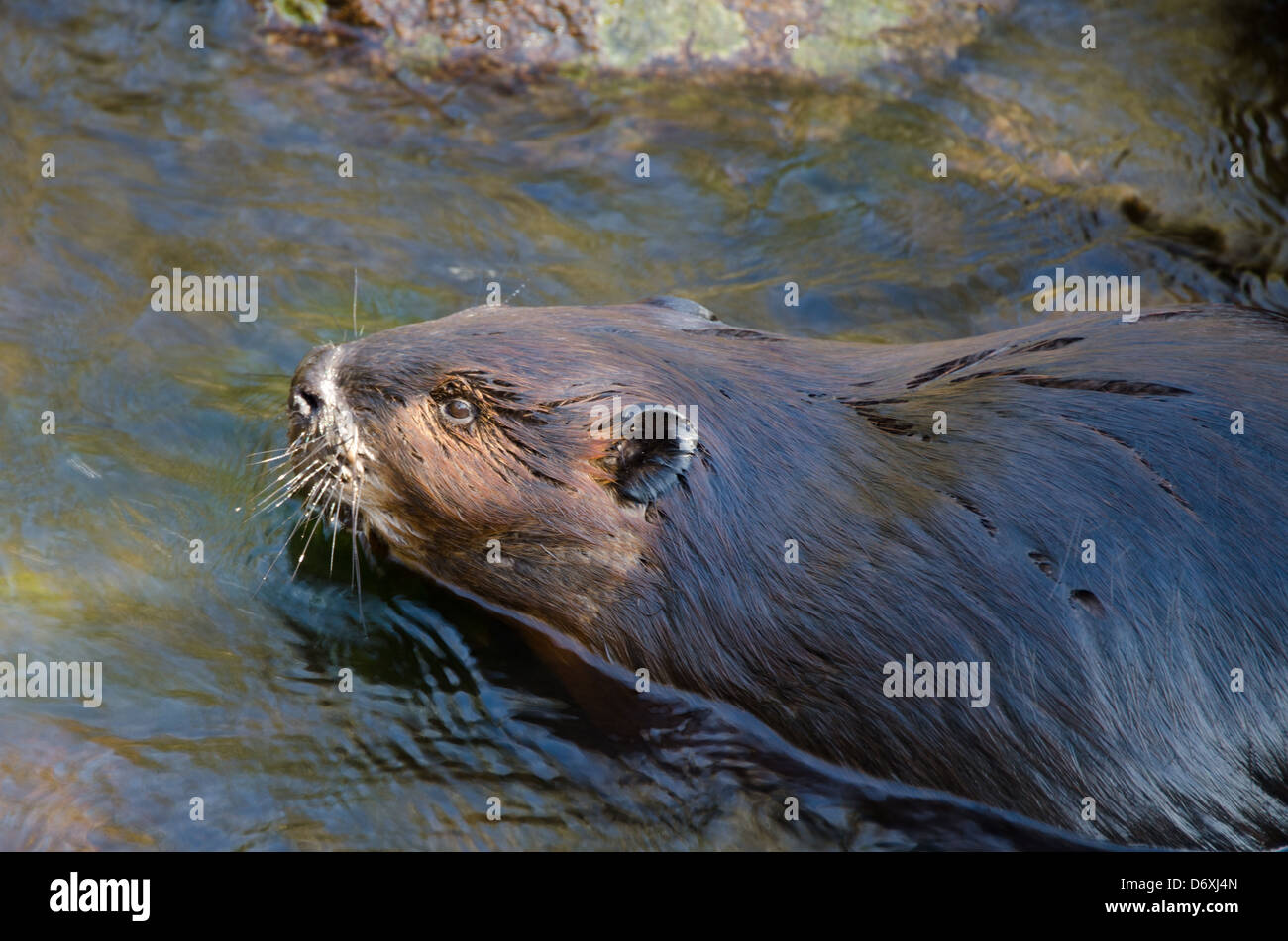 Close-up view of a juvenile North American Beaver, Acadia National Park ...