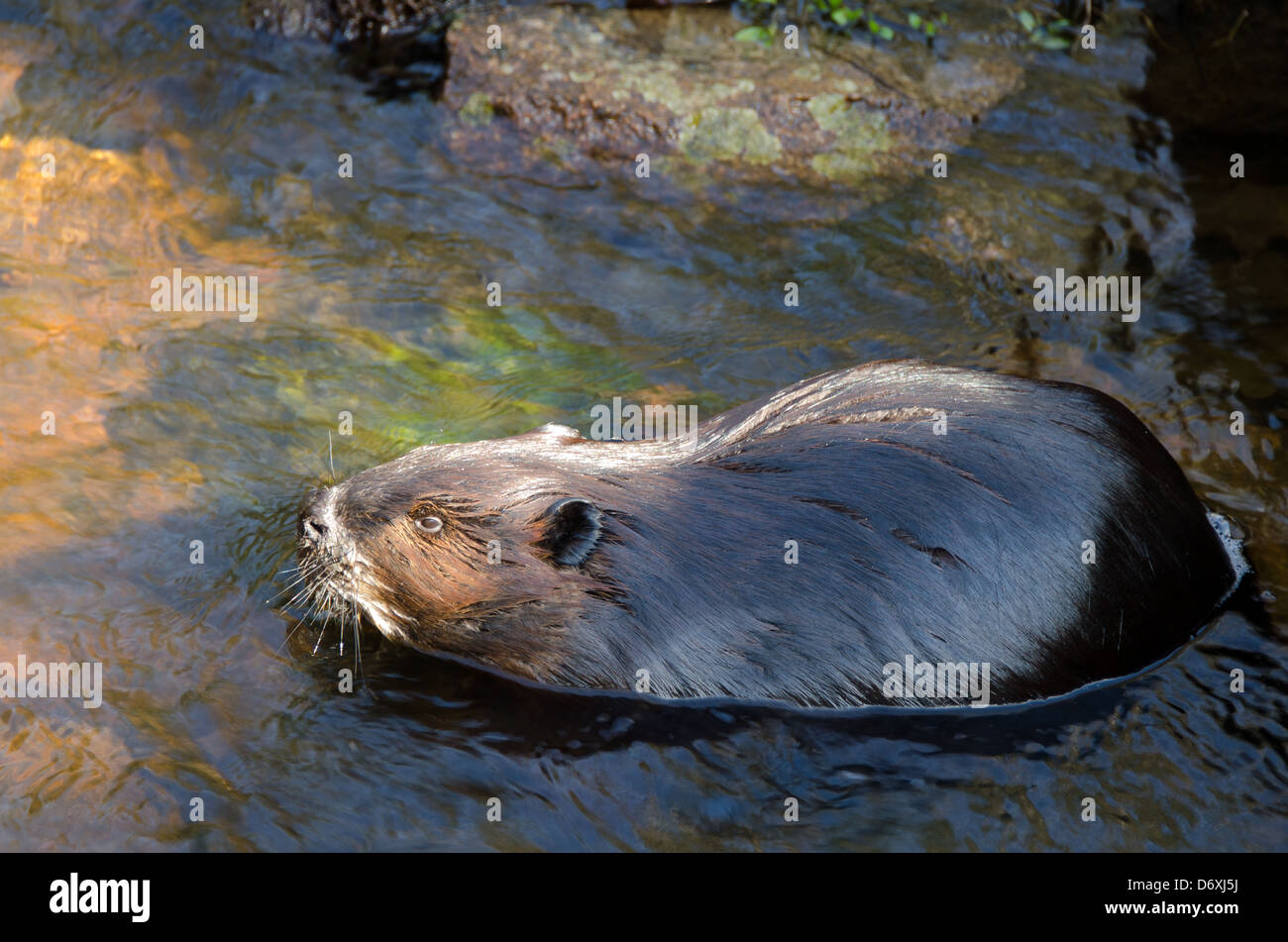 A juvenile North American Beaver resting in the shallows of a small ...