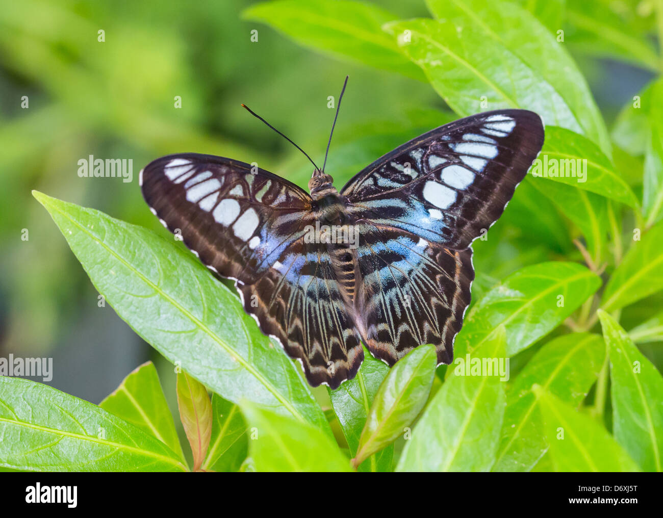 Clipper butterfly on green leaf in public park in Thailand Stock Photo ...