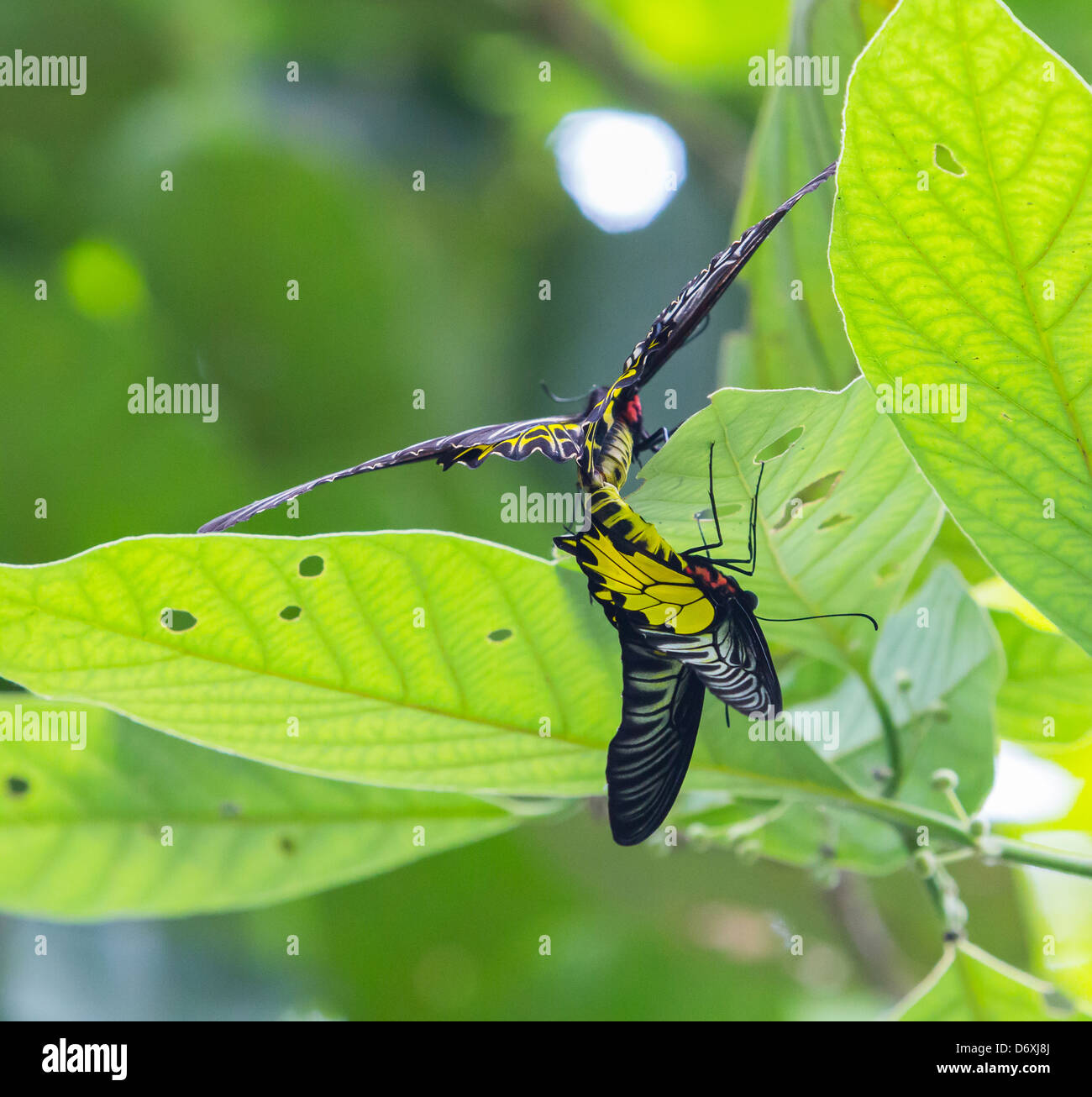 Golden birdwing butterfly hi-res stock photography and images - Alamy