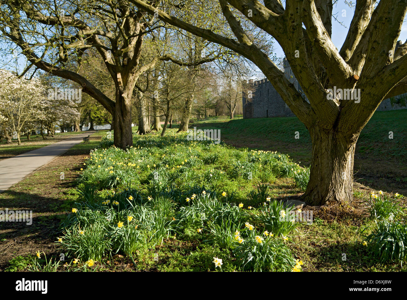Spring scene daffodils hi-res stock photography and images - Alamy