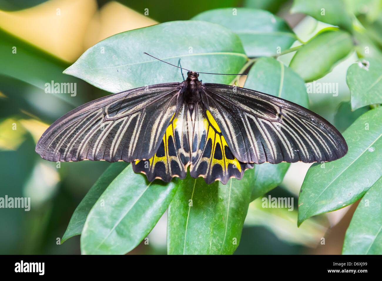 Golden birdwing butterfly hi-res stock photography and images - Alamy
