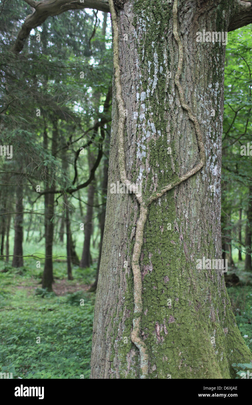 Handewitt, Germany, tree trunk with climbing plant Stock Photo - Alamy