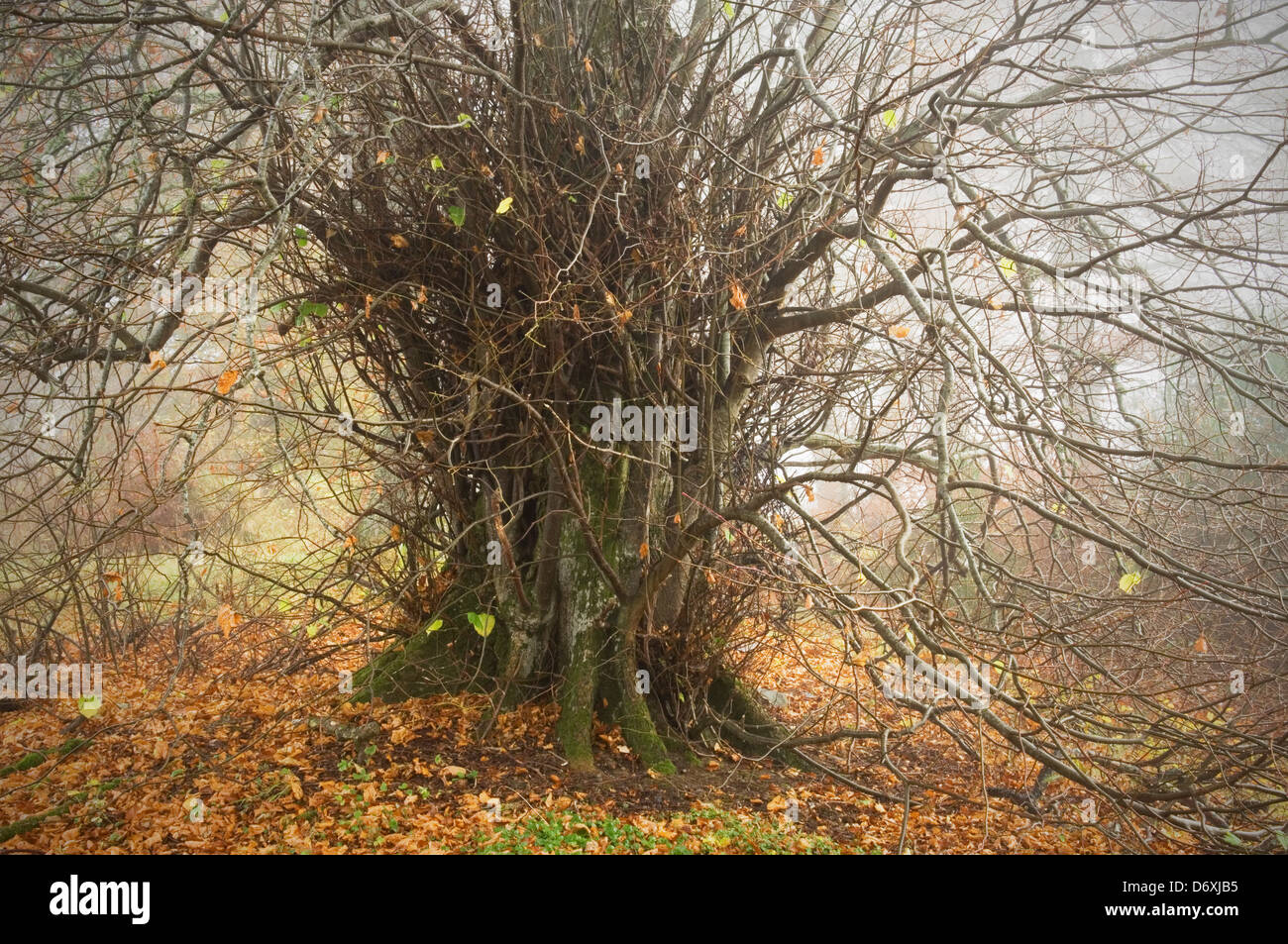 Ancient lime tree in woodland Stock Photo - Alamy