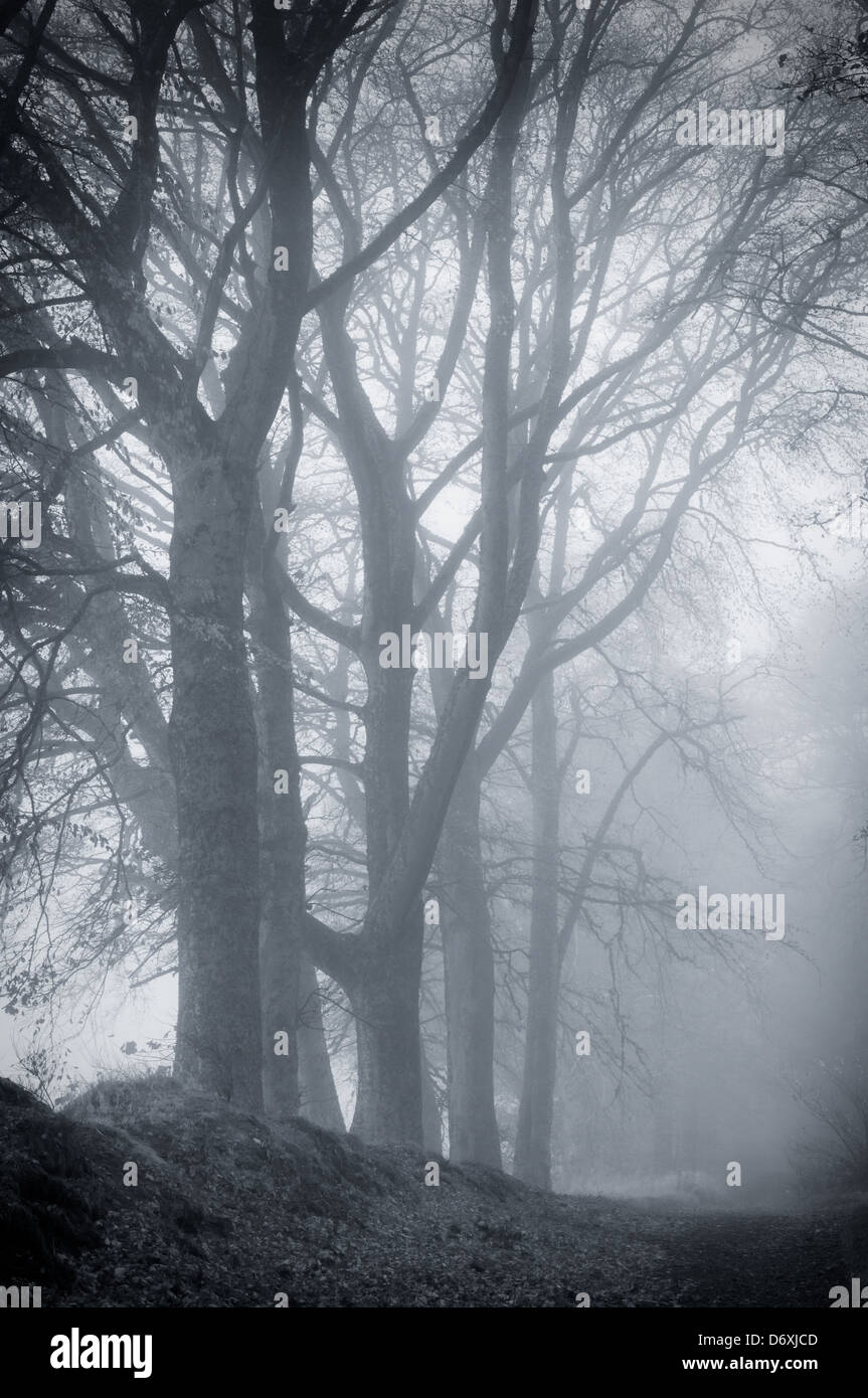 Winter beech trees in mist Stock Photo - Alamy