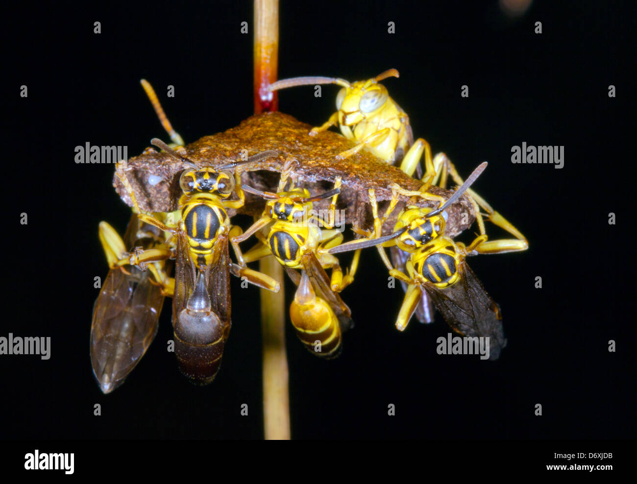 Amazon rainforest species hi-res stock photography and images - Alamy