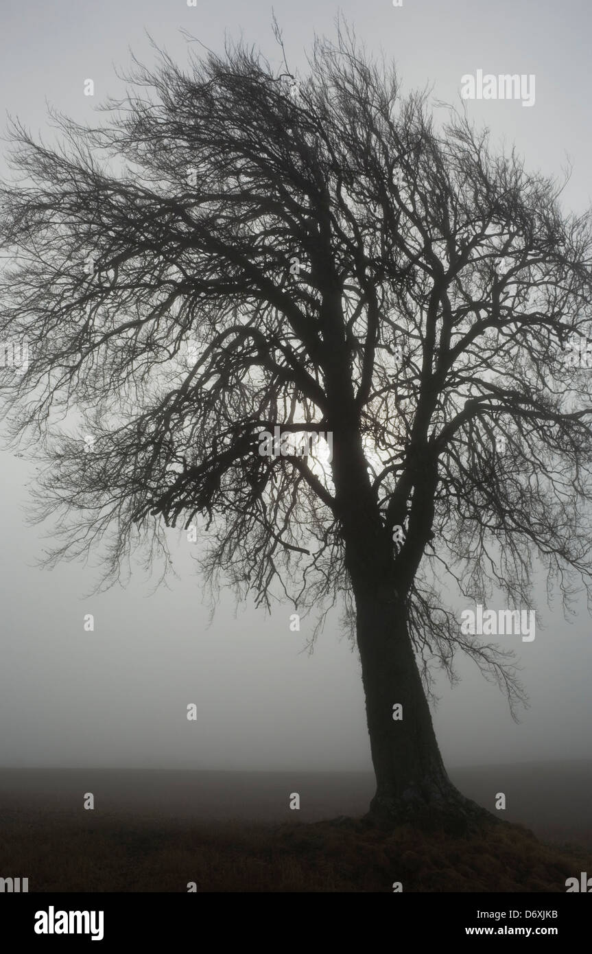 Single winter tree in mist Stock Photo - Alamy