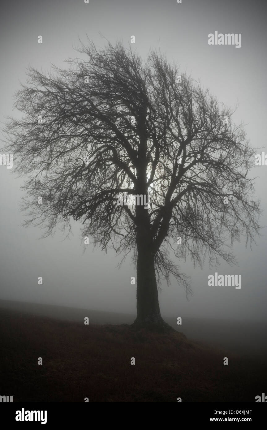 Single winter tree in mist Stock Photo - Alamy