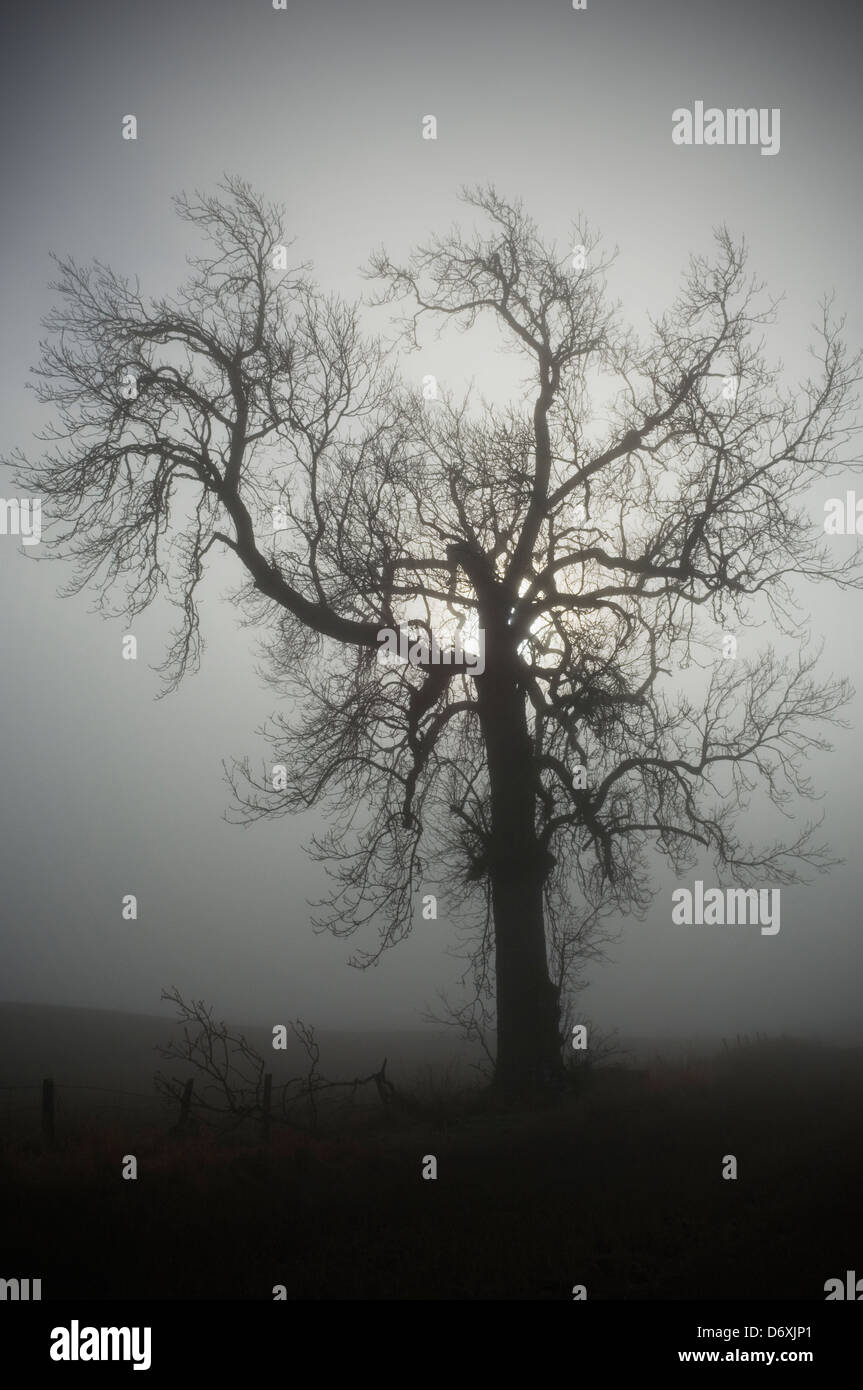 Winter oak tree in mist Stock Photo - Alamy