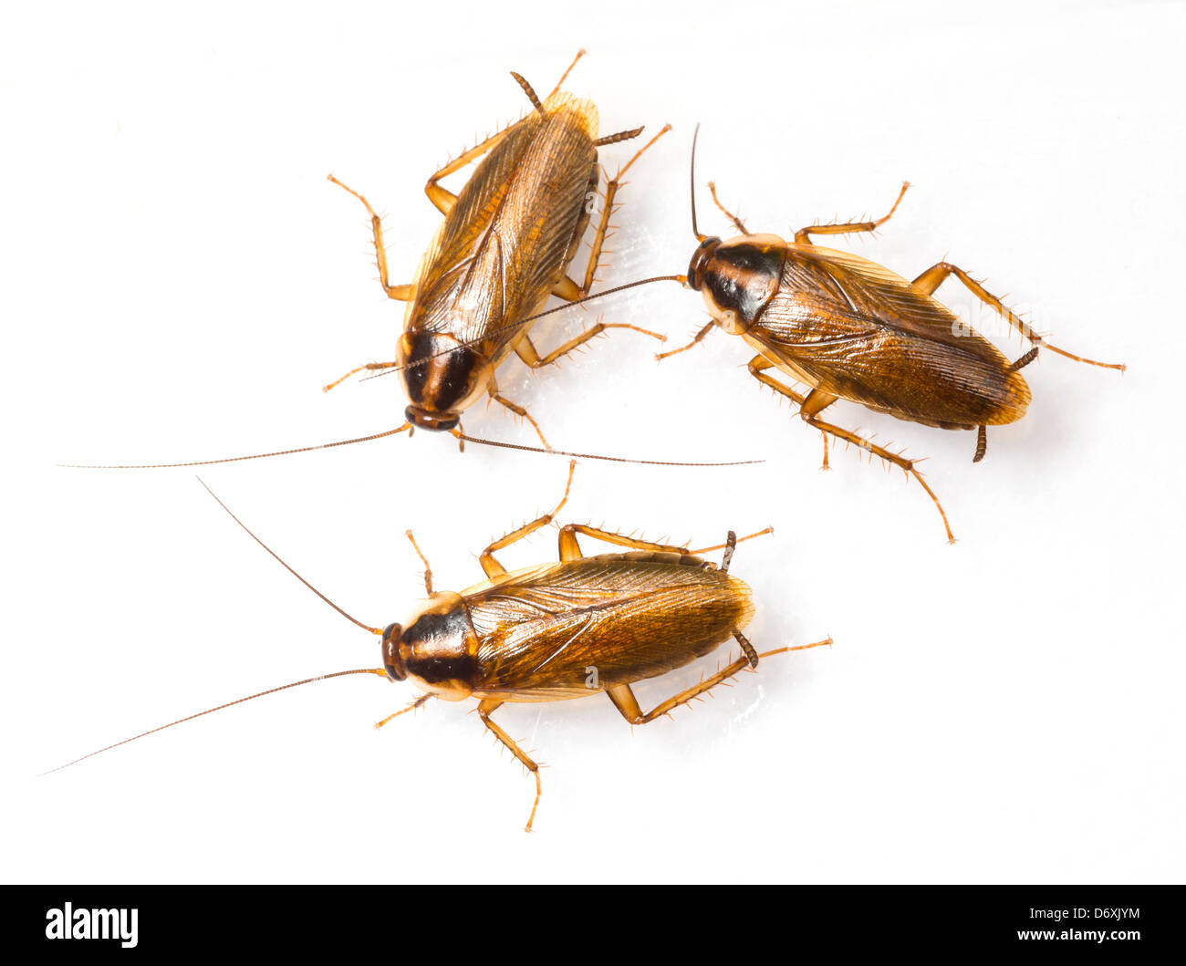 Close up blattella germanica german cockroach isolated on white Stock ...