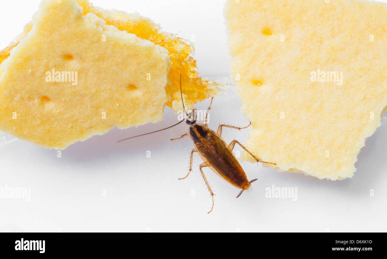 Blattella germanica german cockroach eating pineapple filled biscuit ...