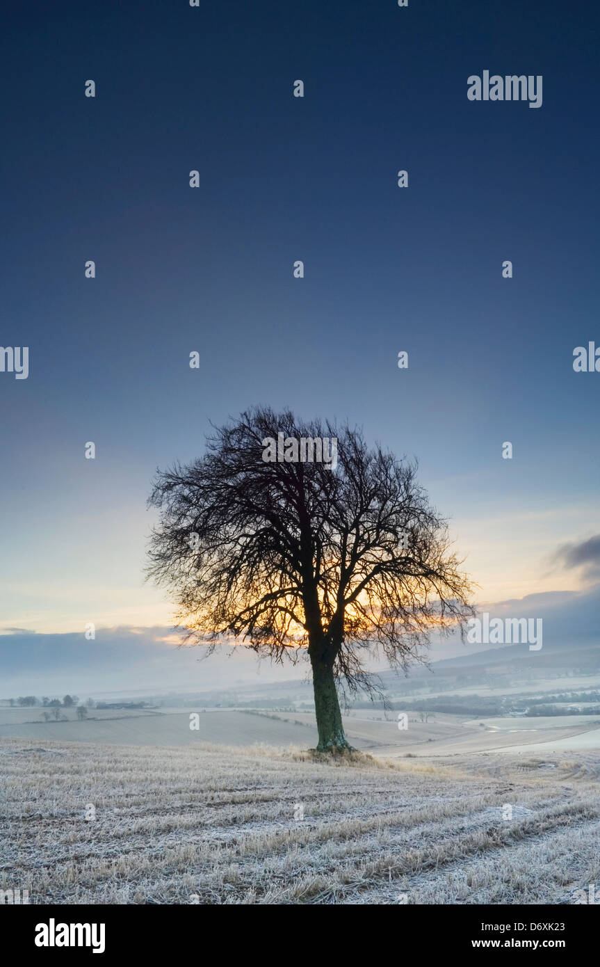 Light lit tree silhouette hi-res stock photography and images - Alamy