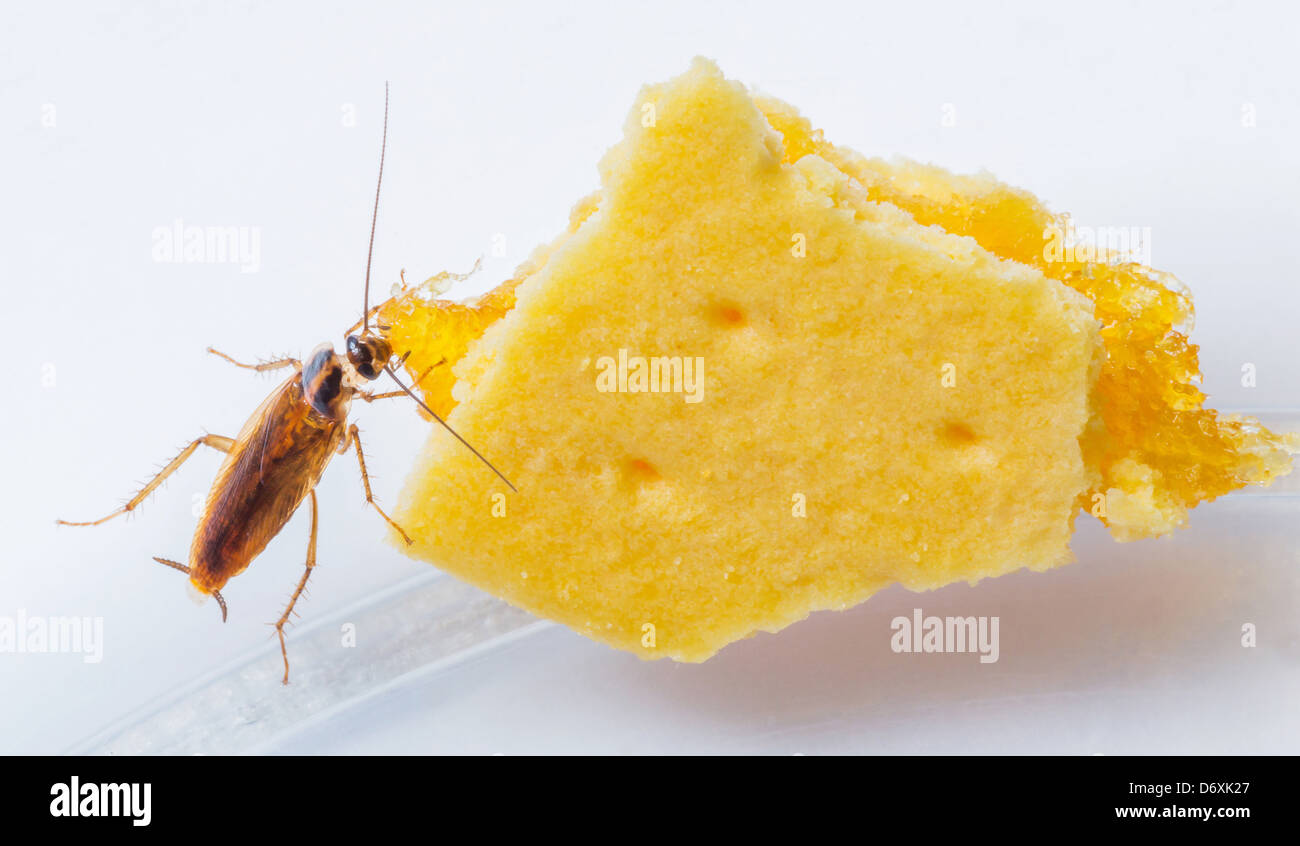 Blattella germanica german cockroach eating pineapple filled biscuit ...