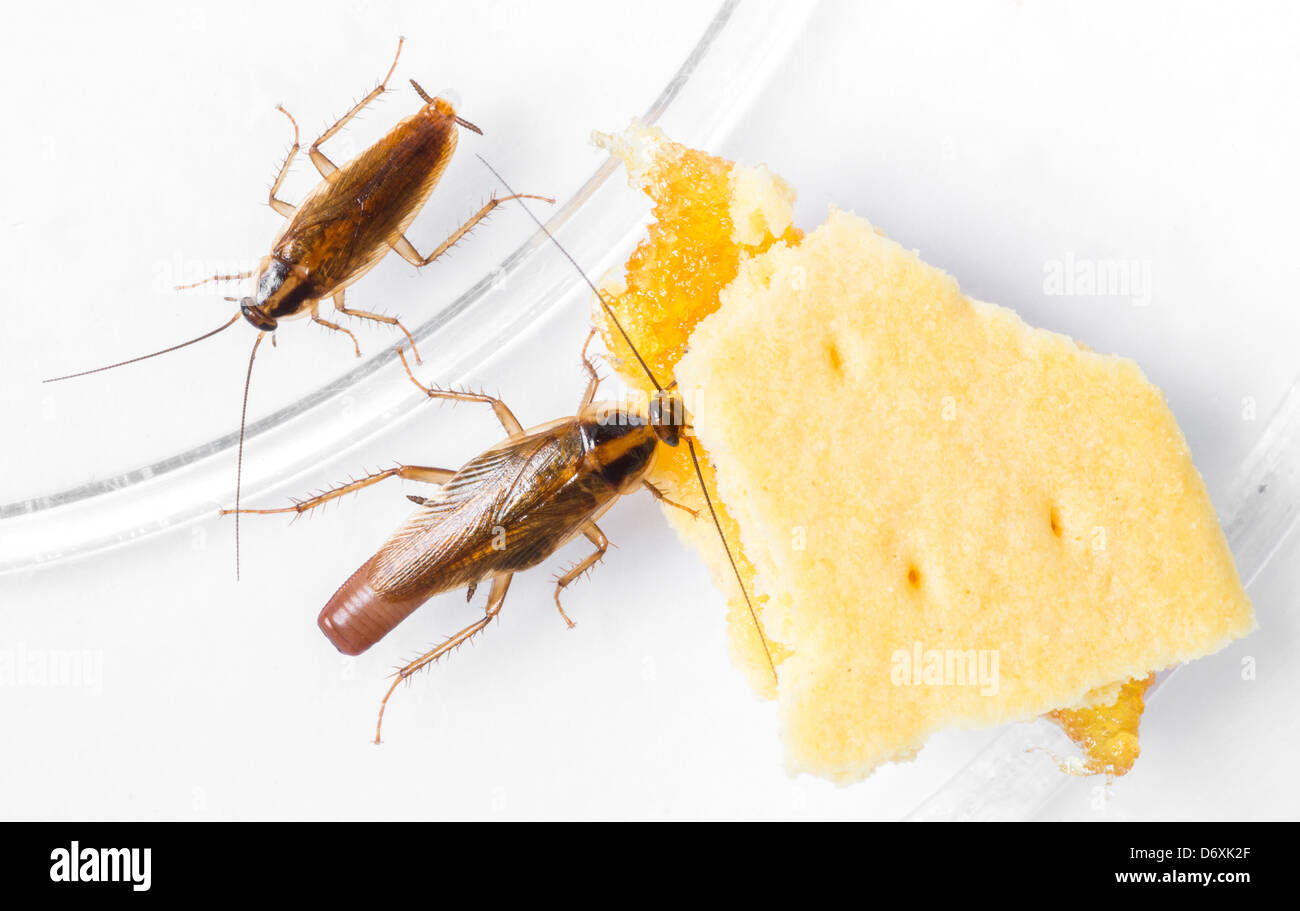Blattella germanica german cockroach eating pineapple filled biscuit ...