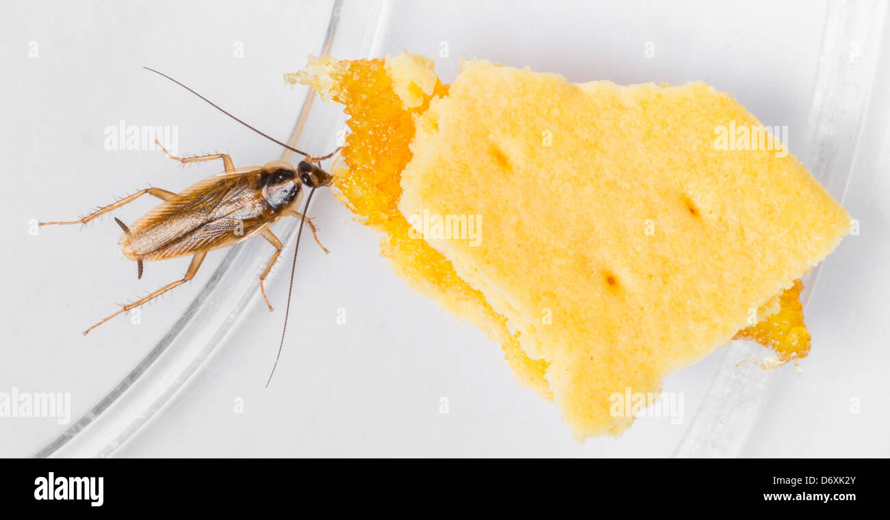 Blattella germanica german cockroach eating pineapple filled biscuit ...