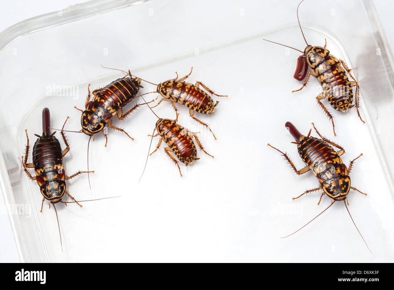 Baby Cockroach White