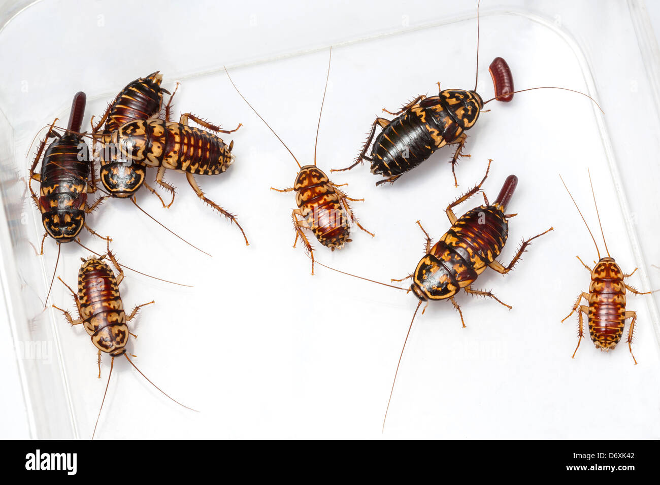 Harlequin Cockroach - Neostylopyga Rhombifolia with egg sack in plastic box Stock Photo - Alamy